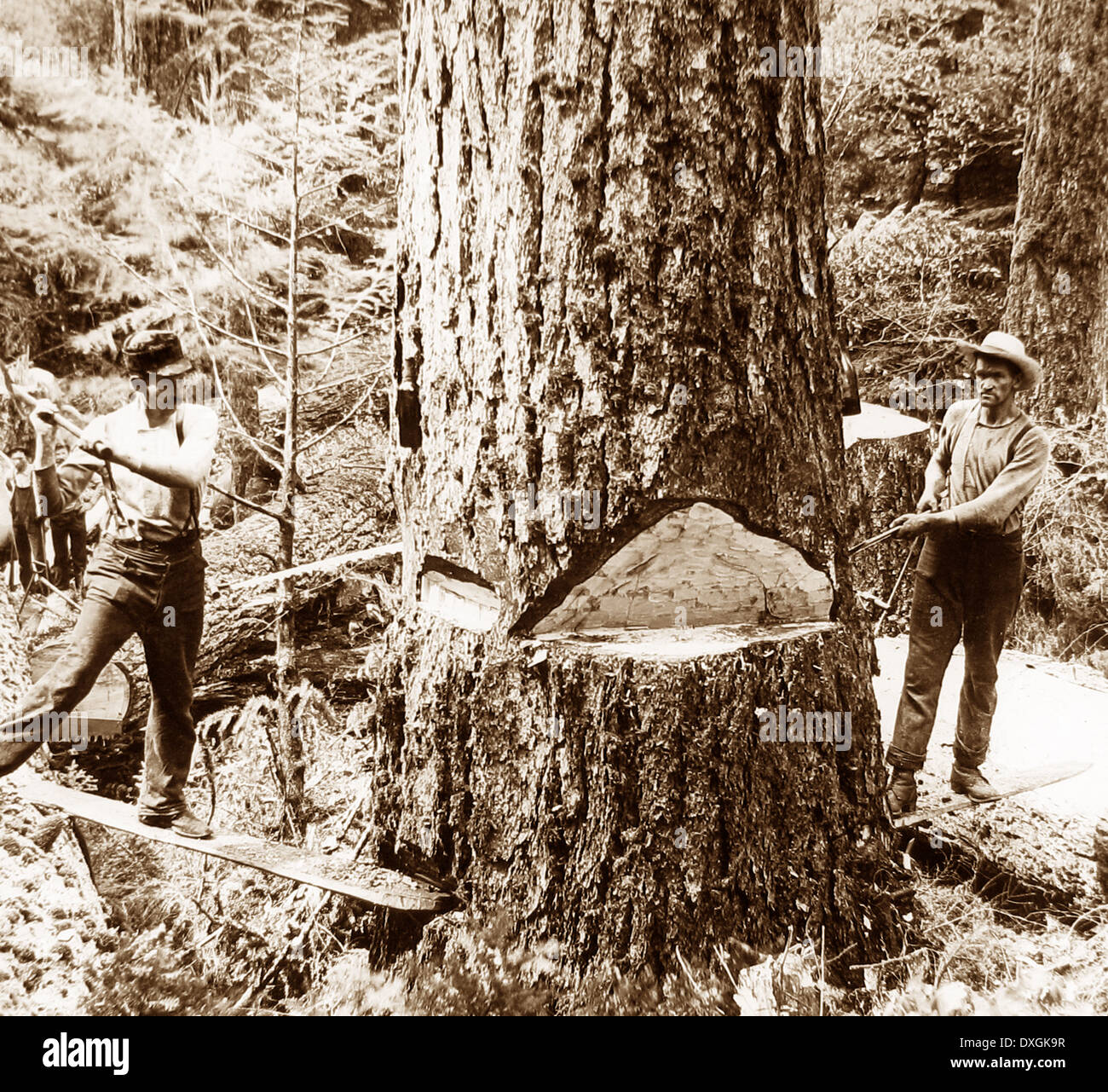Lumberjacks Washington State USA early 1900s Stock Photo - Alamy