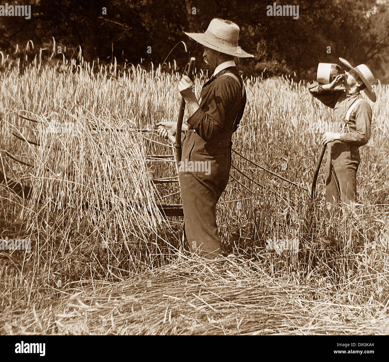 Wheat Harvest Vintage Stock Photos & Wheat Harvest Vintage Stock Images ...