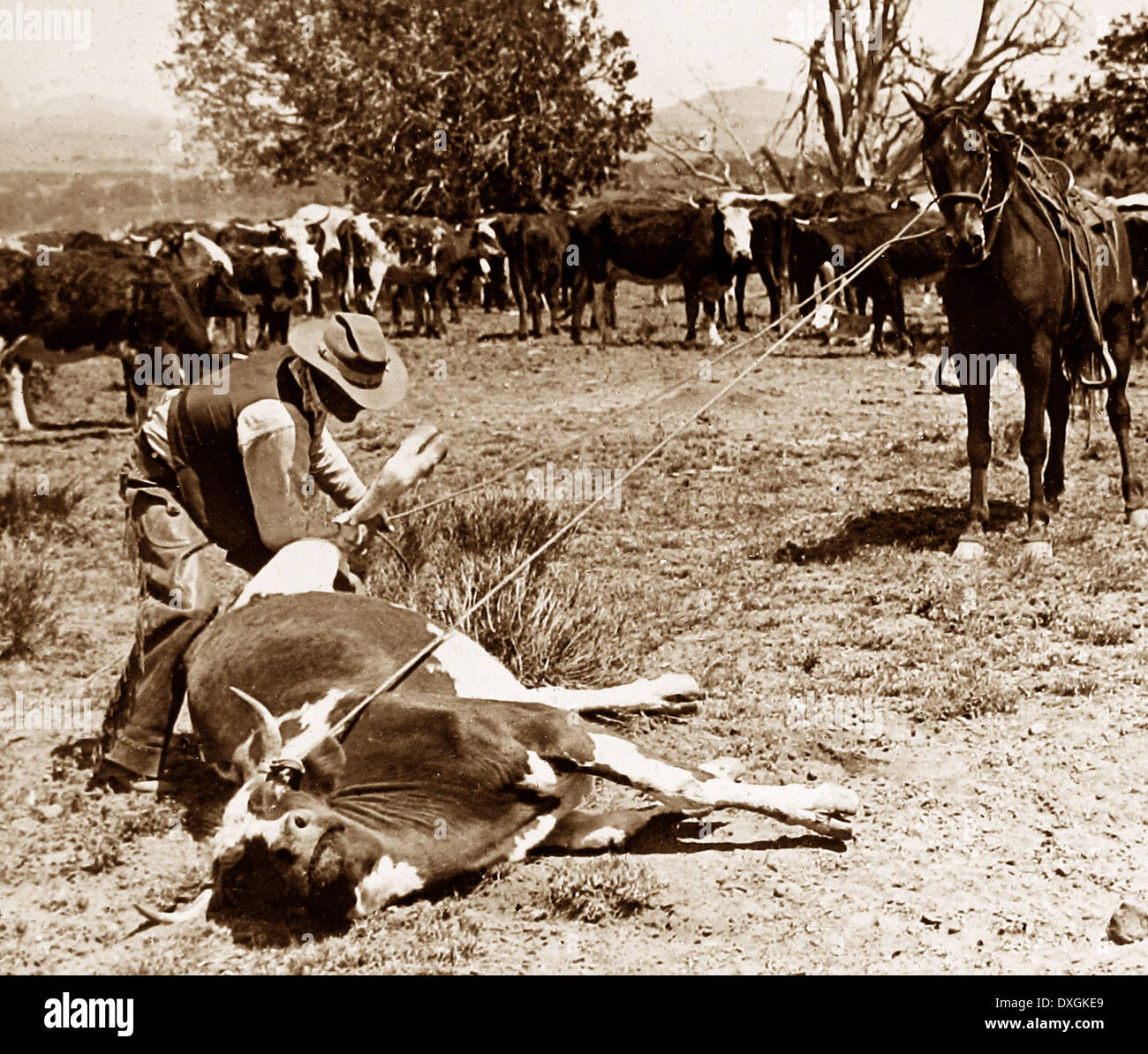 Cowboy 1920s hi-res stock photography and images - Alamy