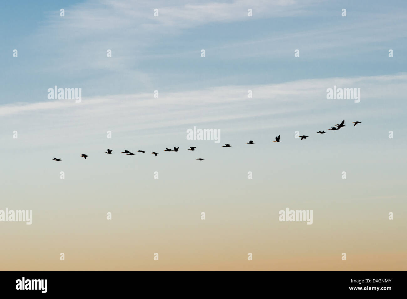Birds flying along the river mersey estuary hi-res stock photography ...