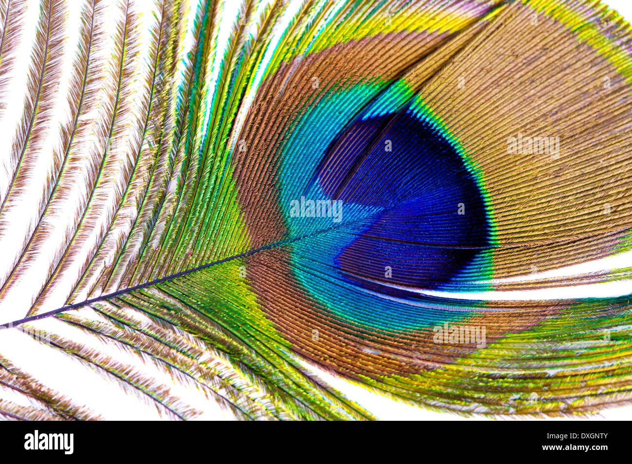 Single peacock feather hi-res stock photography and images - Alamy