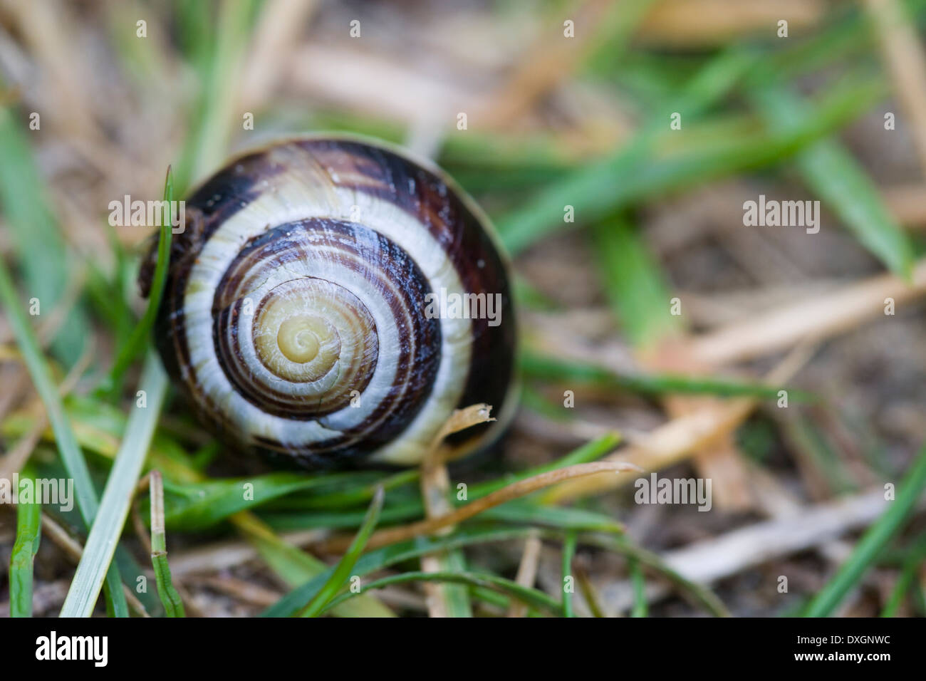 Banded snail hi-res stock photography and images - Alamy