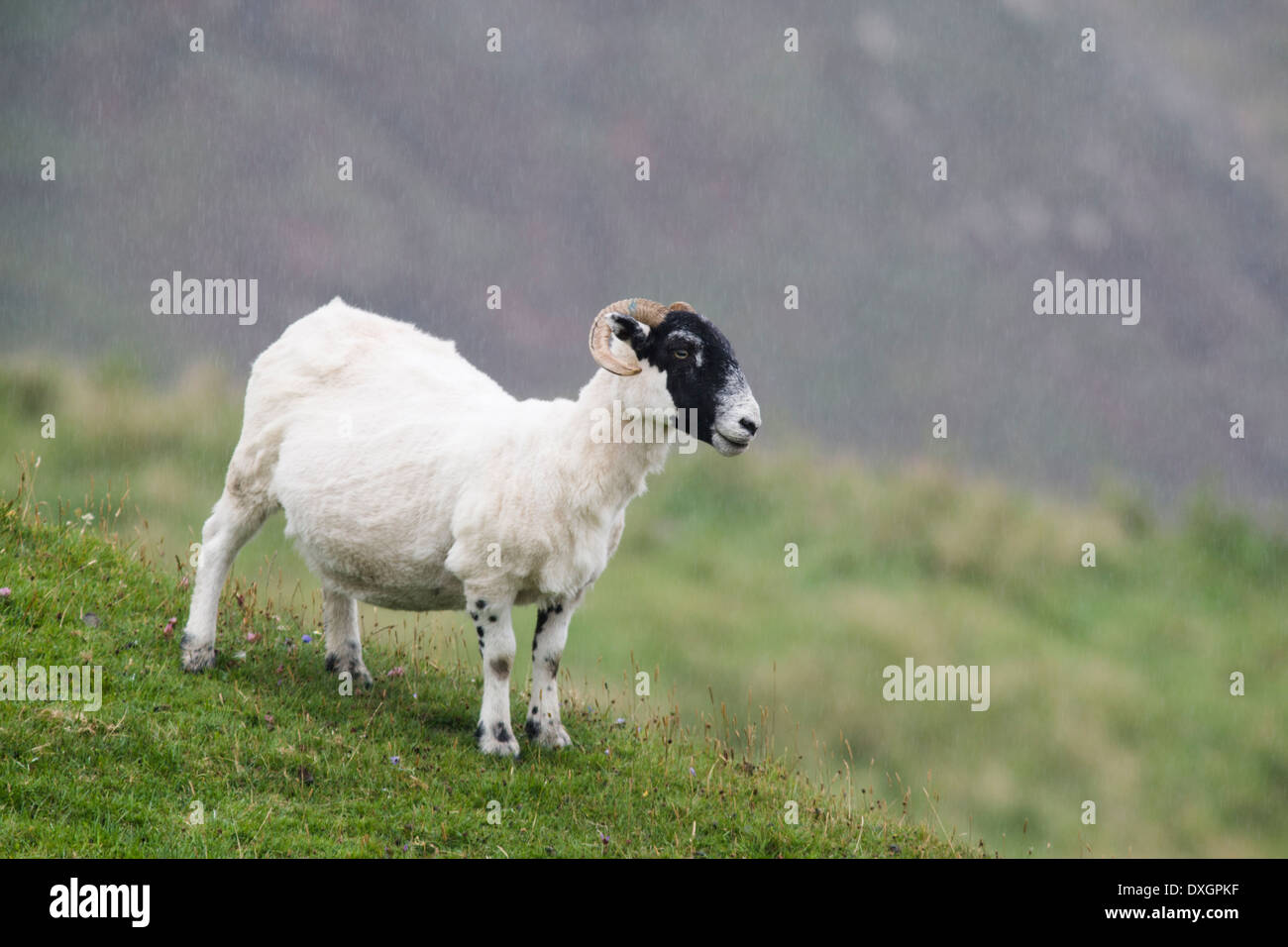 Sheep in the rain, Isle of Islay, Inner Hebrides, Scotland Stock Photo ...