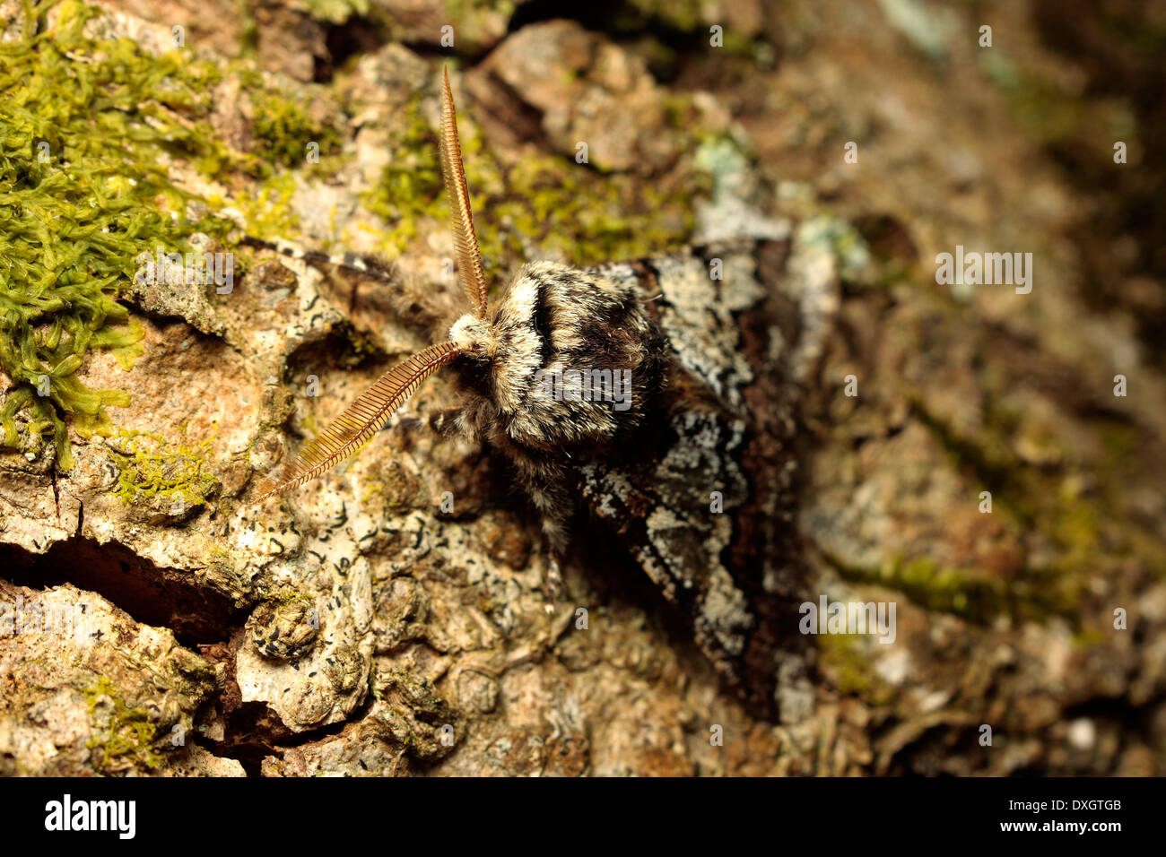 Oak Beauty Moth Stock Photo - Alamy