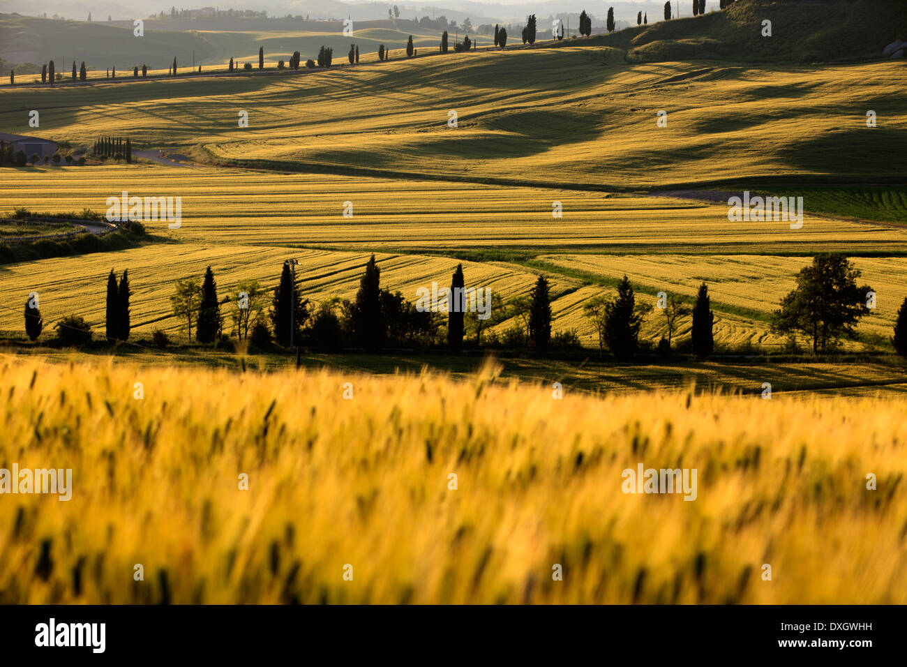 Typical scenary of Crete Senesi, Asciano, Siena, Tuscany, Italy Stock ...