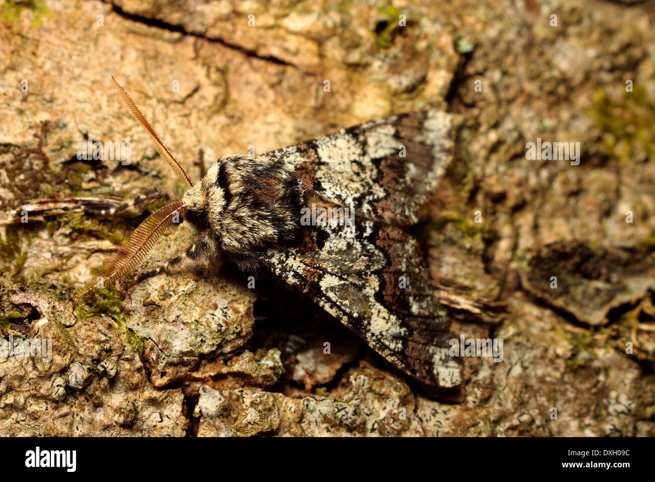 Oak Beauty Moth Stock Photo - Alamy