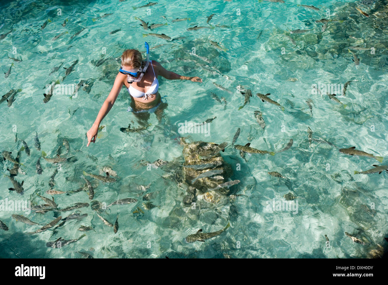 South pointing fish hi-res stock photography and images - Alamy