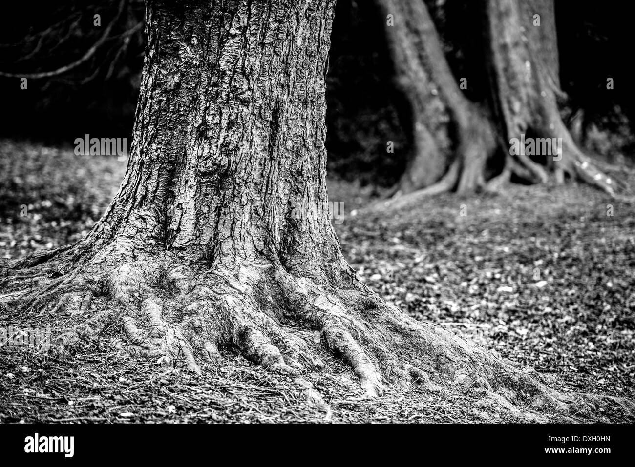 Black and white image of tree trunks in a wood Stock Photo - Alamy