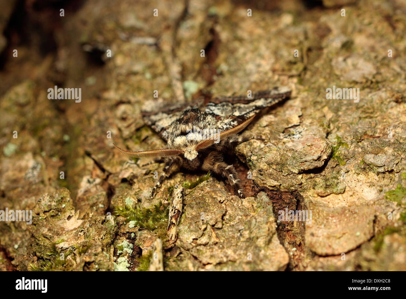 March moth hi-res stock photography and images - Alamy