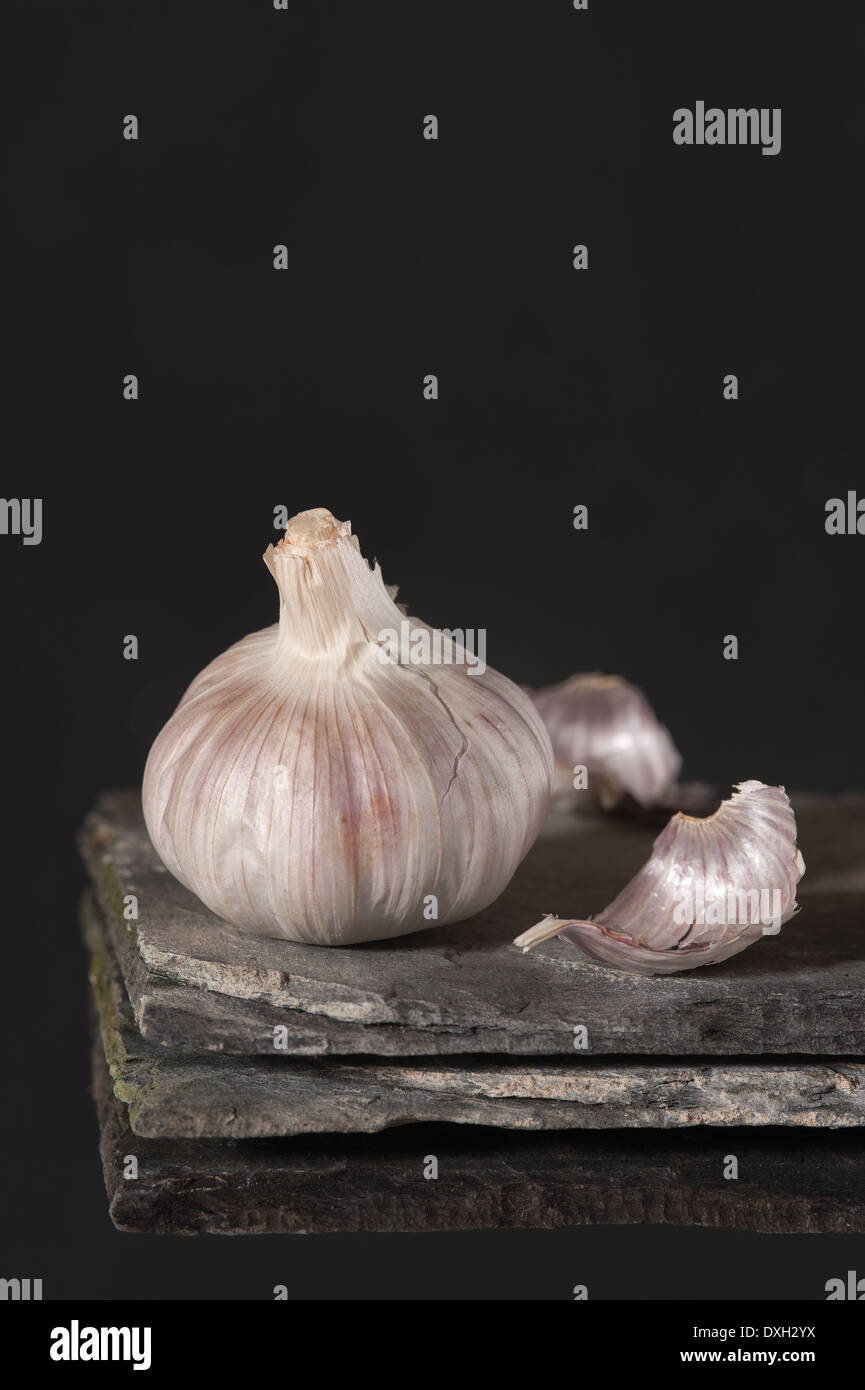 fresh organic grown European garlic bulb on black dark grey welsh slate ...