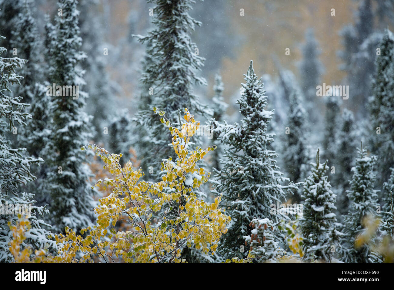 Black spruce trees hi-res stock photography and images - Alamy