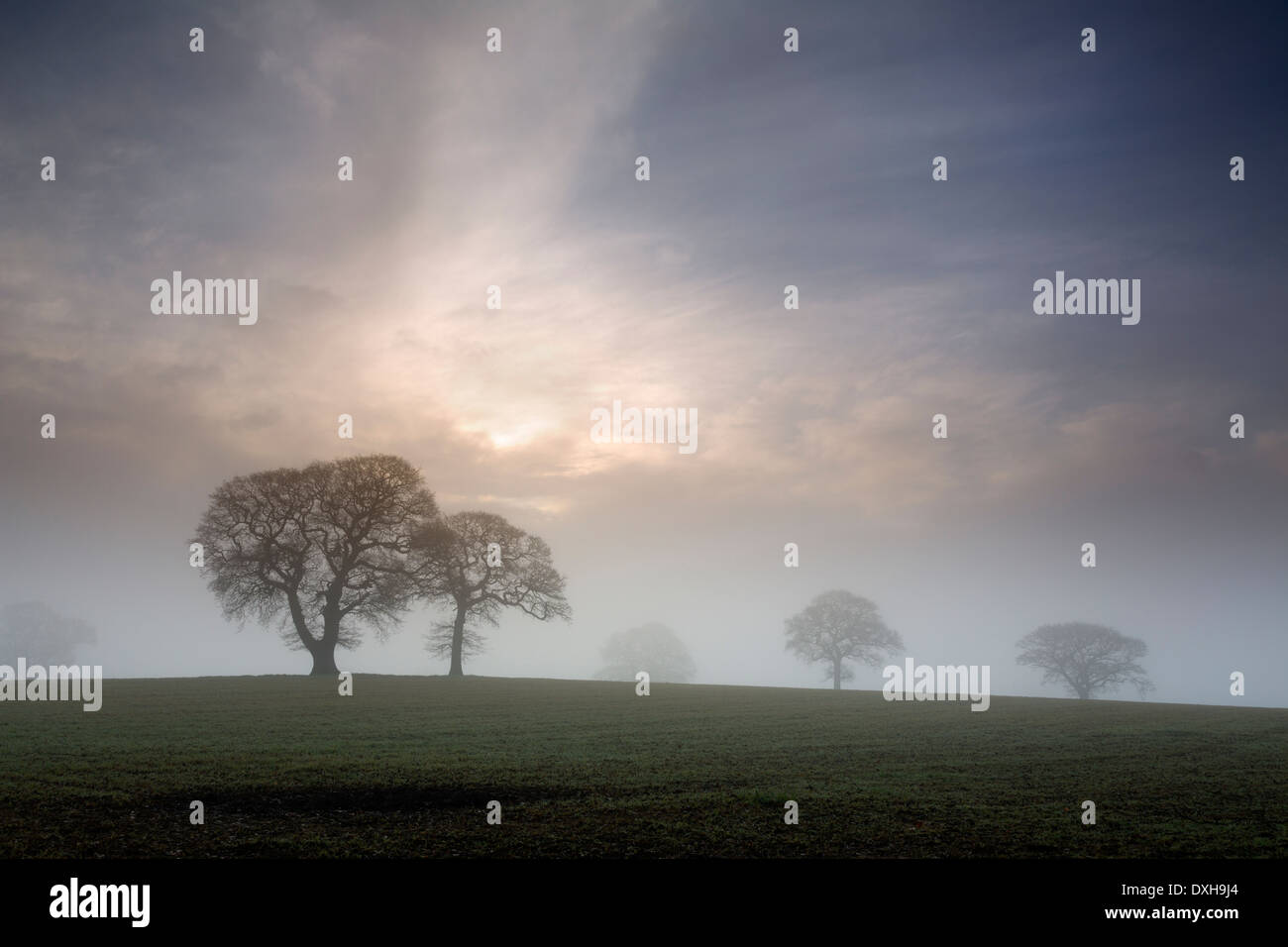 British trees in spring hi-res stock photography and images - Alamy
