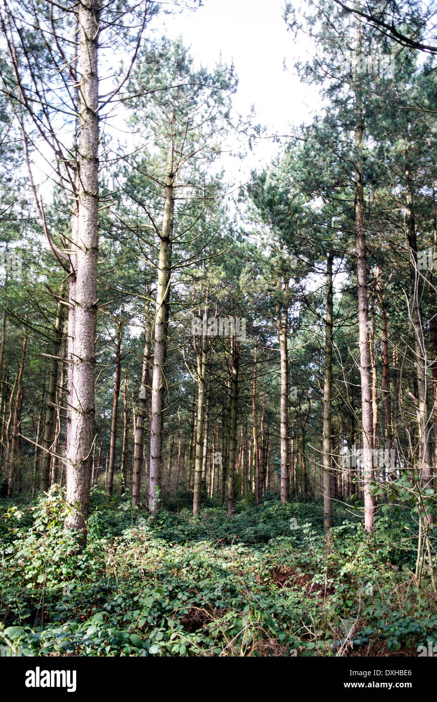 Wilderness wood hi-res stock photography and images - Alamy