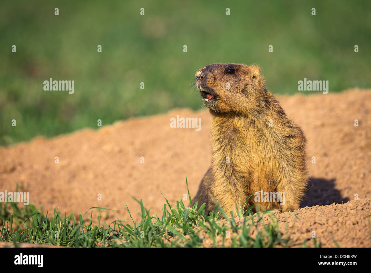 Bobak marmot (Marmota bobak) near its den Stock Photo - Alamy