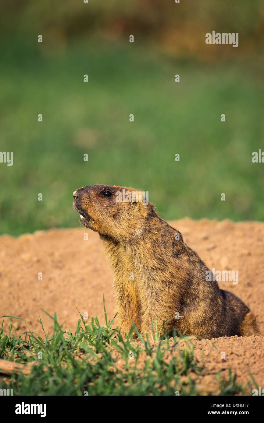 Marmot den hi-res stock photography and images - Alamy