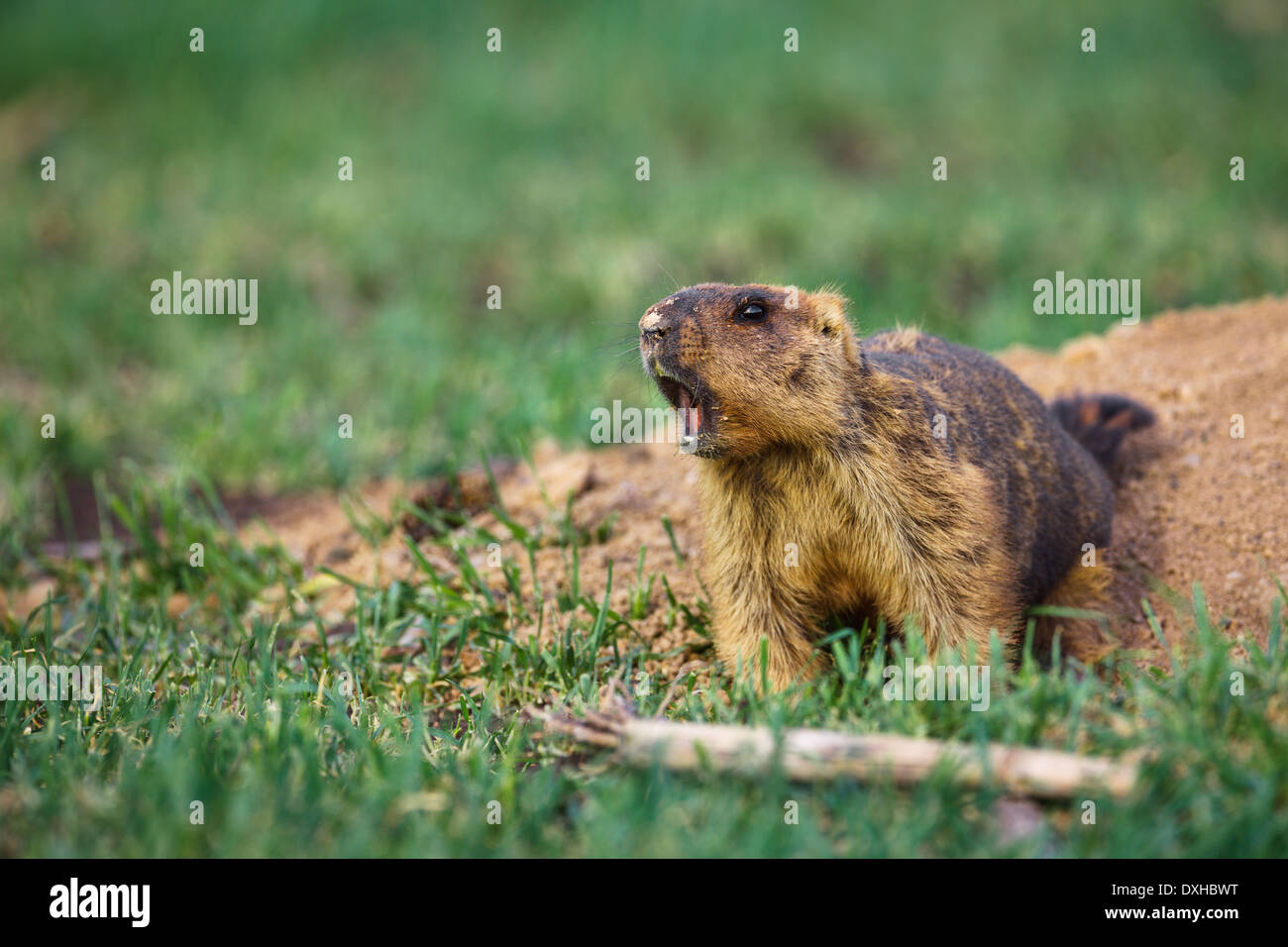 Bobak marmot (Marmota bobak) screaming near its den Stock Photo - Alamy