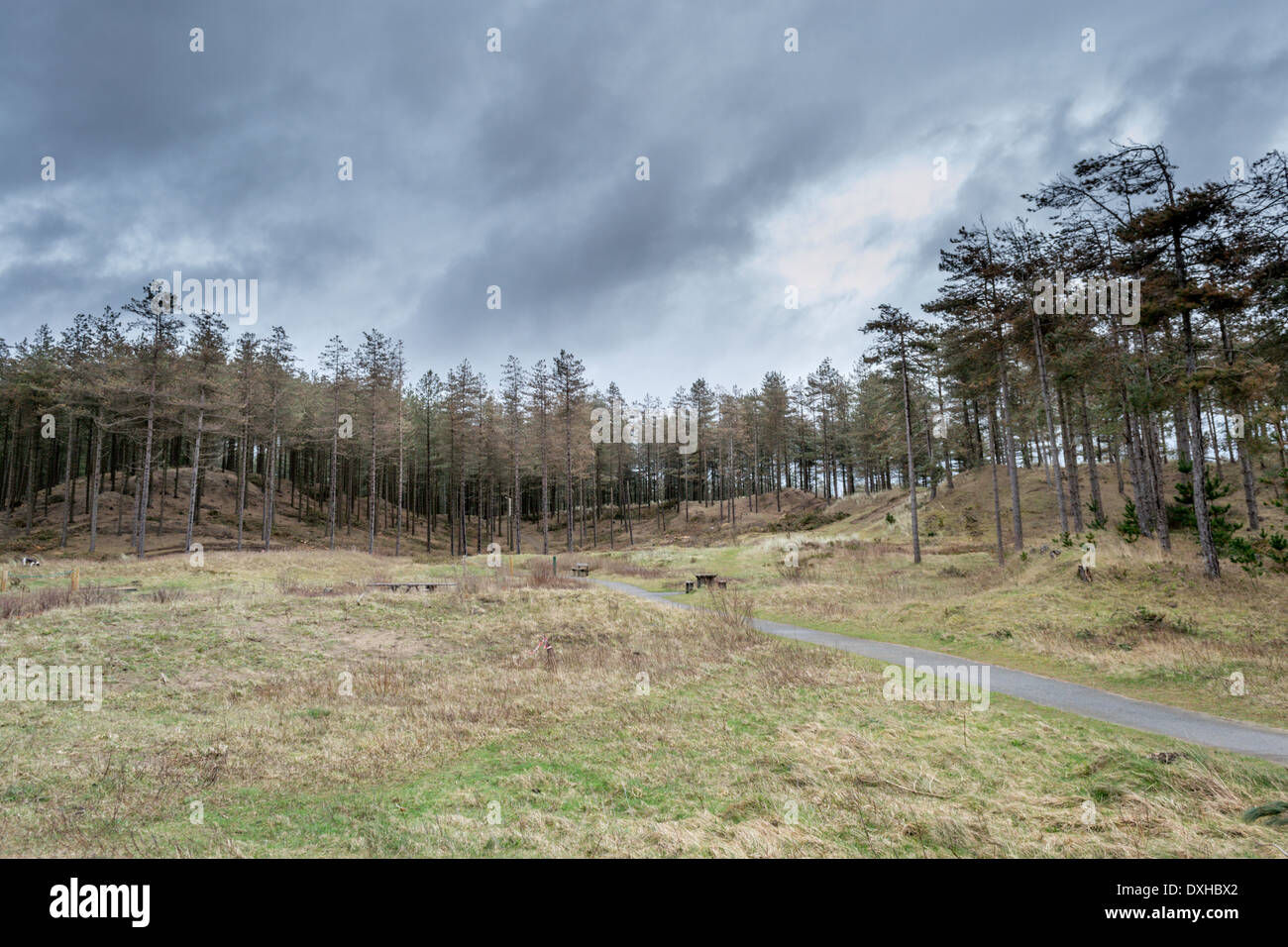 UK, Anglesey, Newborough. 21st March 2014. A view of Newborough forest ...