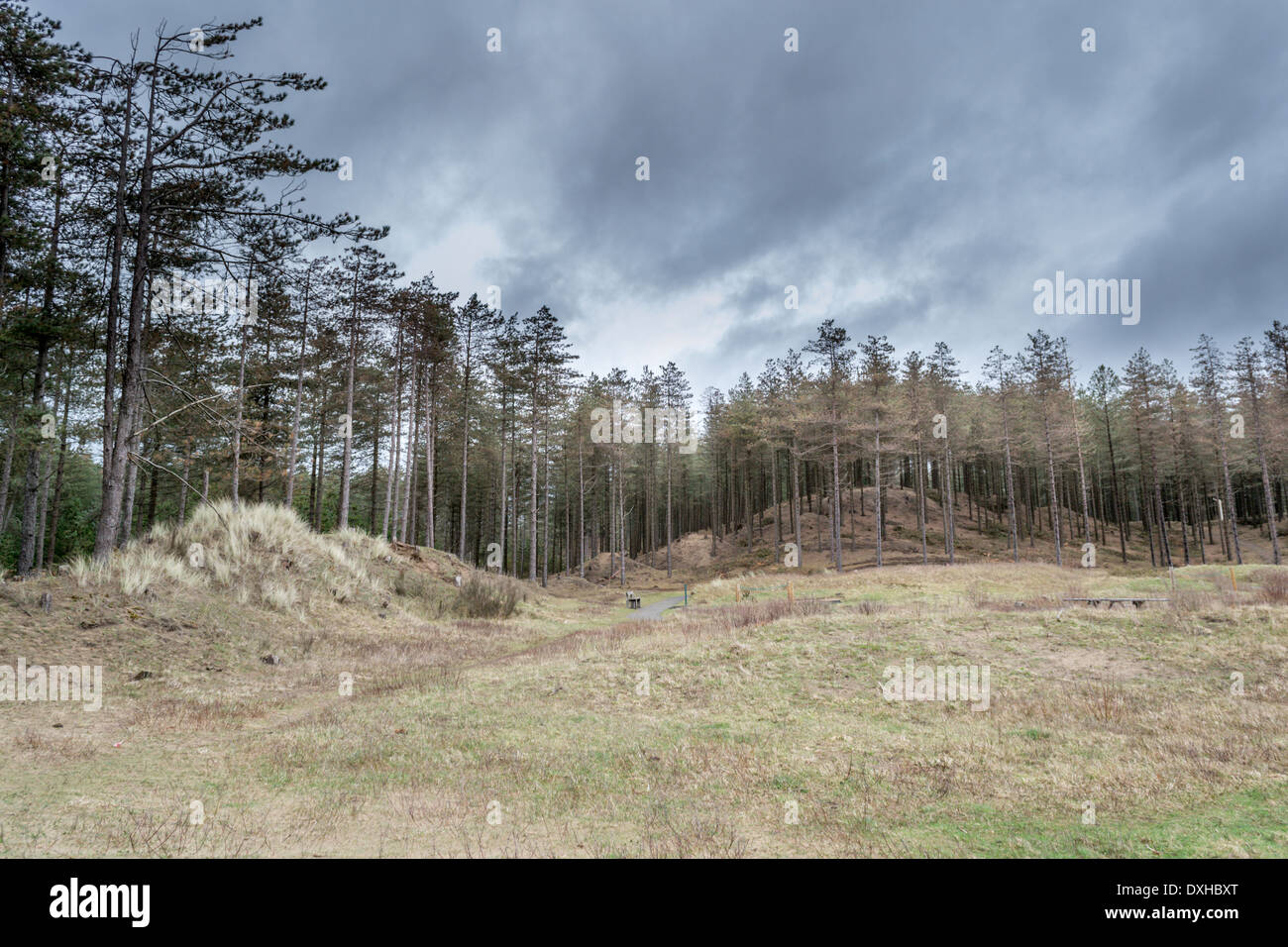 UK, Anglesey, Newborough. 21st March 2014. A view of Newborough forest ...