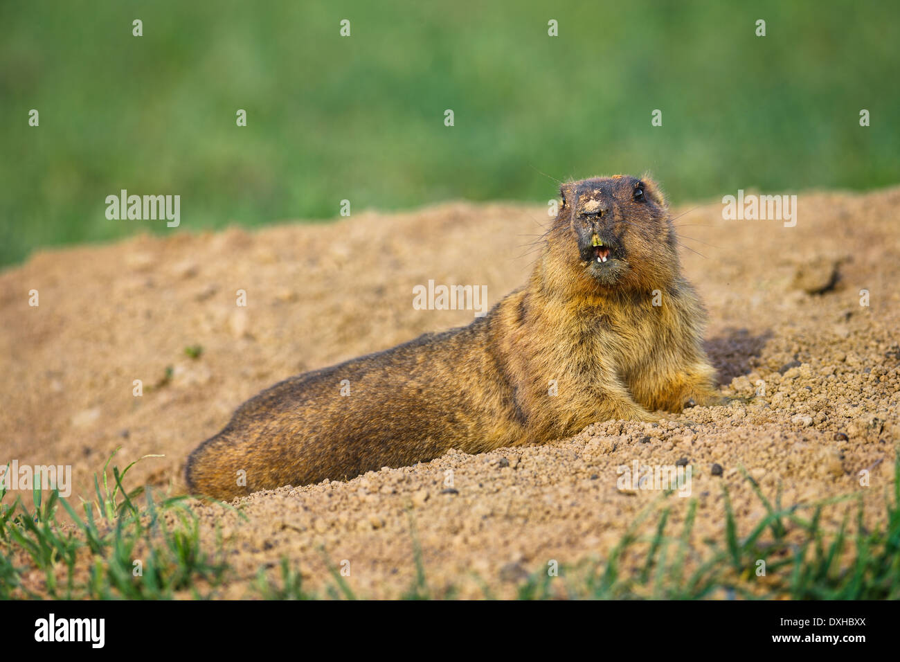Bobak marmot (Marmota bobak) lying near its den Stock Photo - Alamy