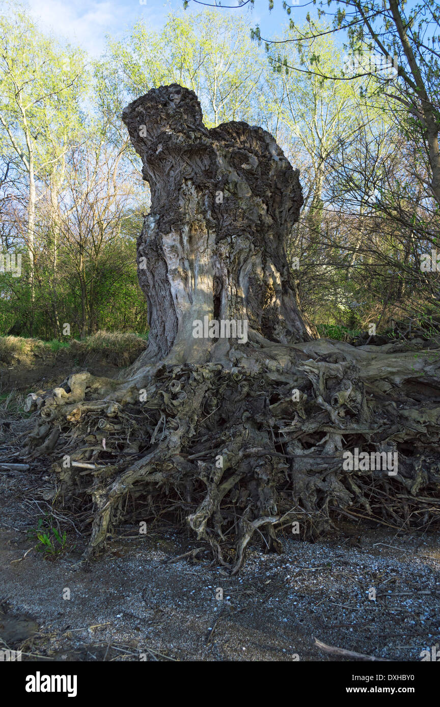 Big tree root in a forest Stock Photo - Alamy