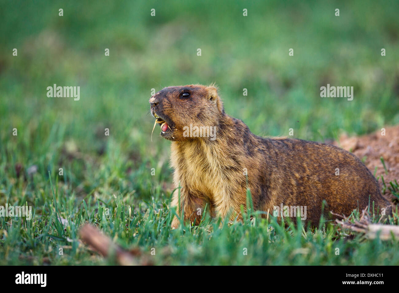 Bobak marmot (Marmota bobak) eating near its den Stock Photo - Alamy