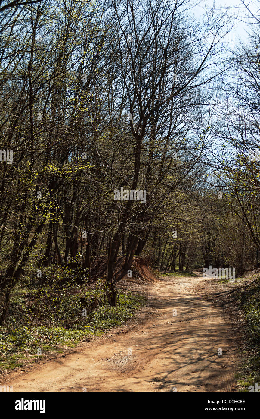 Through park woods hi-res stock photography and images - Alamy