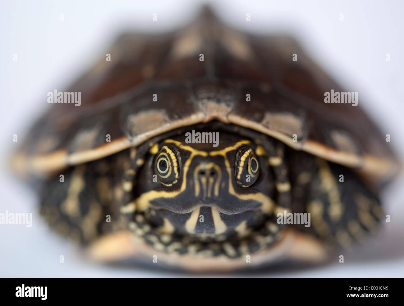 Baby Turtle on sale at Food Market in Phnom Penh Stock Photo - Alamy