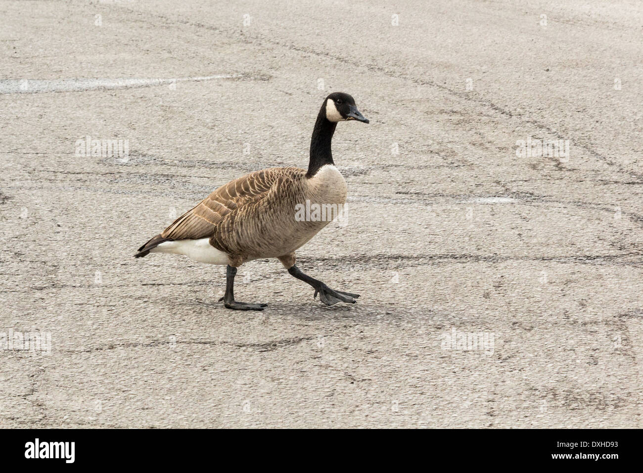Canada geese crossing road hi-res stock photography and images - Alamy