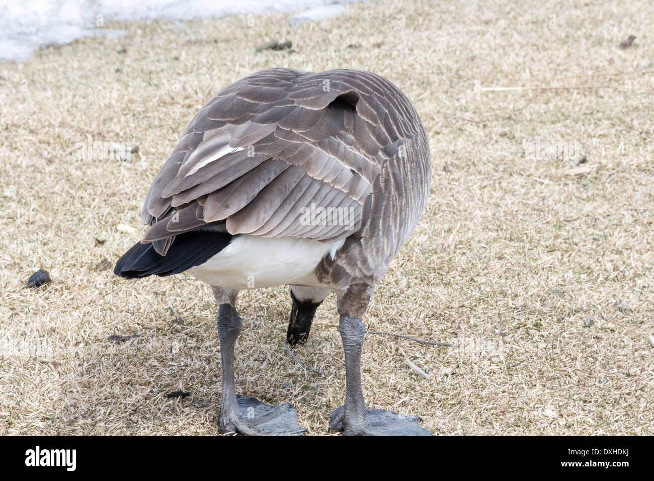 Canada geese eating grass hi-res stock photography and images - Alamy