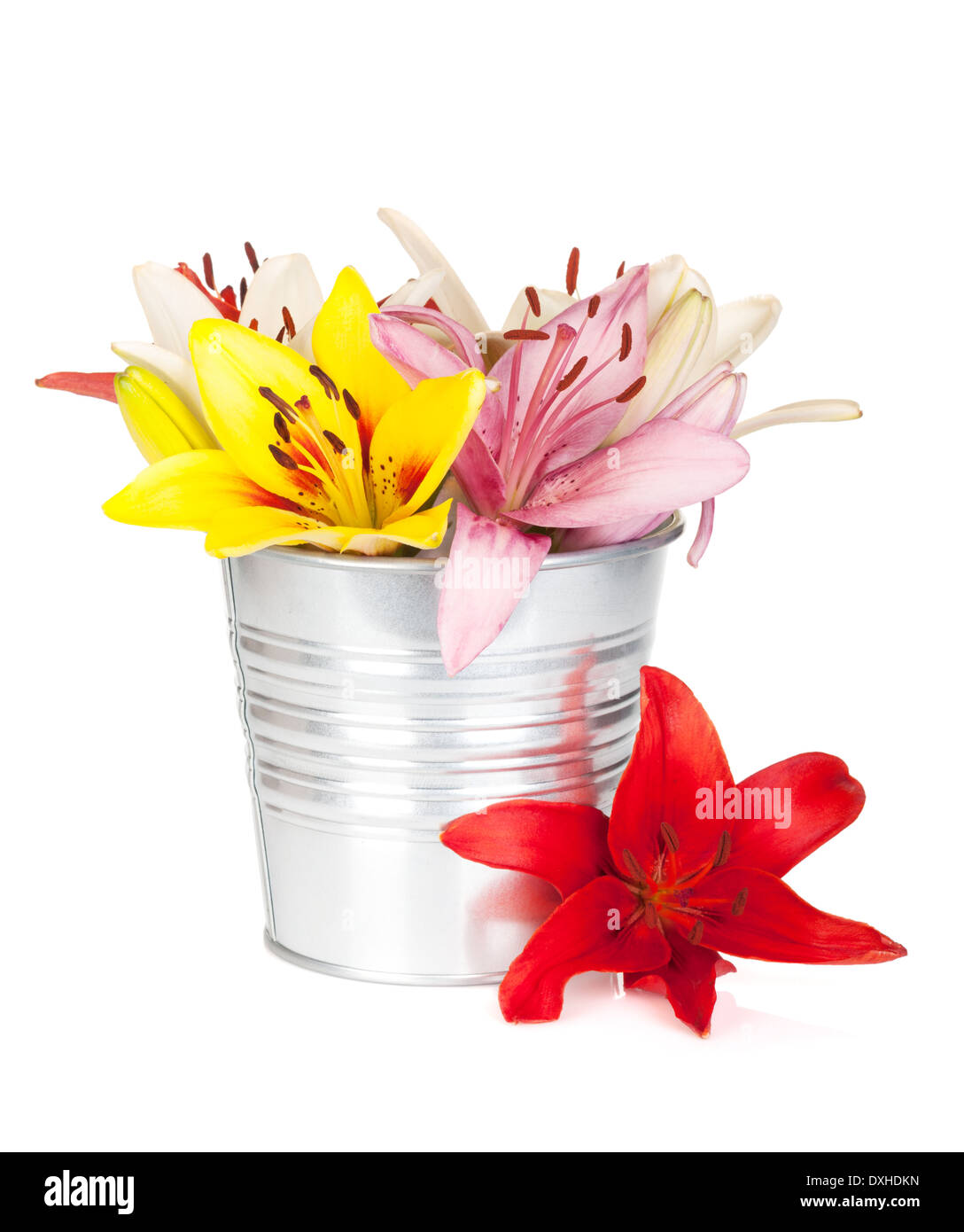Colorful lily flowers in bucket. Isolated on white background Stock ...