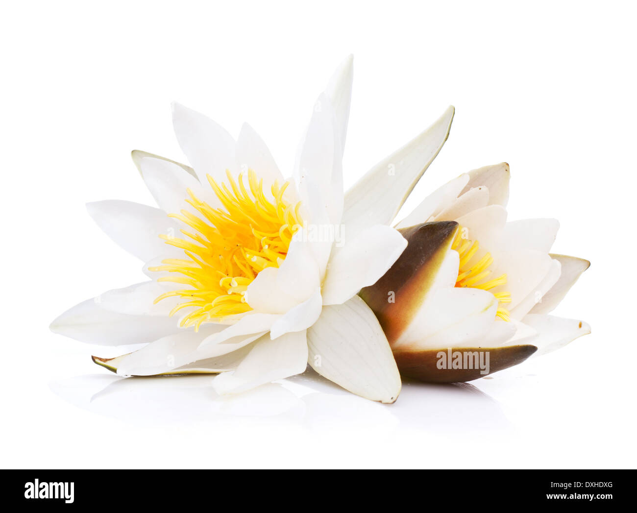White waterlily on water Cut Out Stock Images & Pictures - Alamy