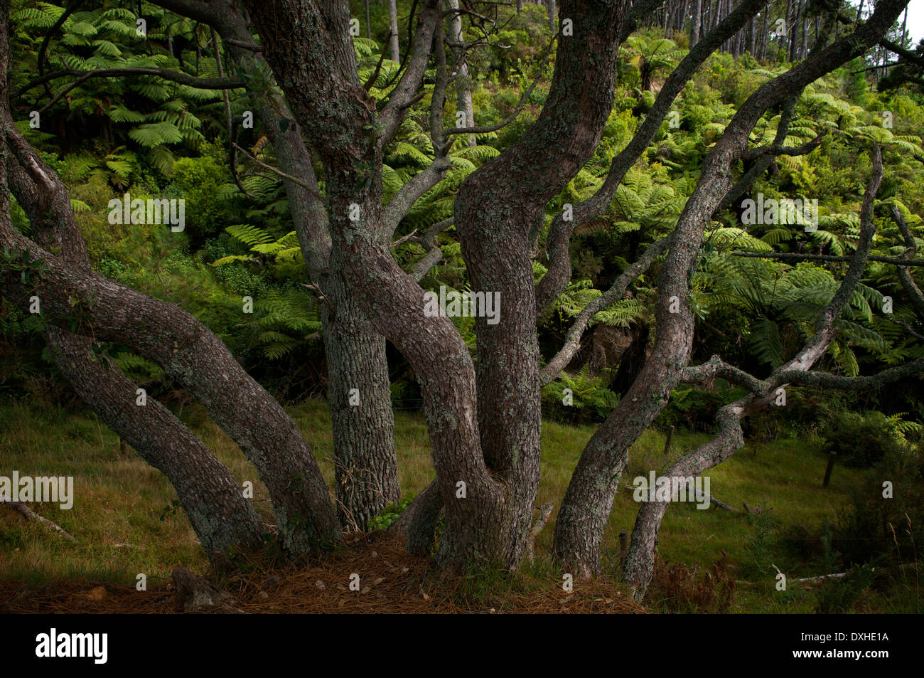 Ponga tree hi-res stock photography and images - Alamy