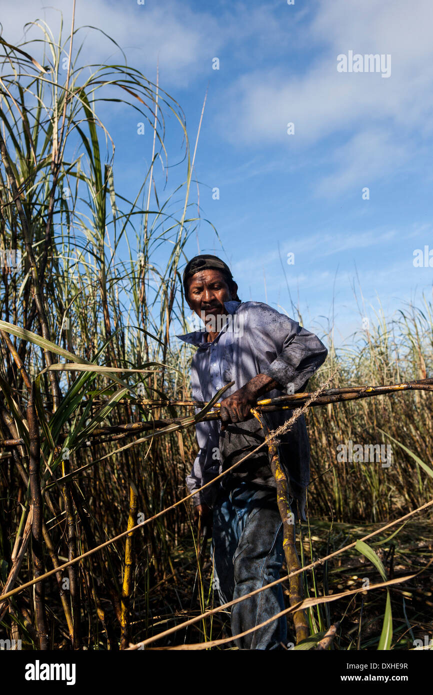 Sugar cane farmer harvests sugarcane hi-res stock photography and ...