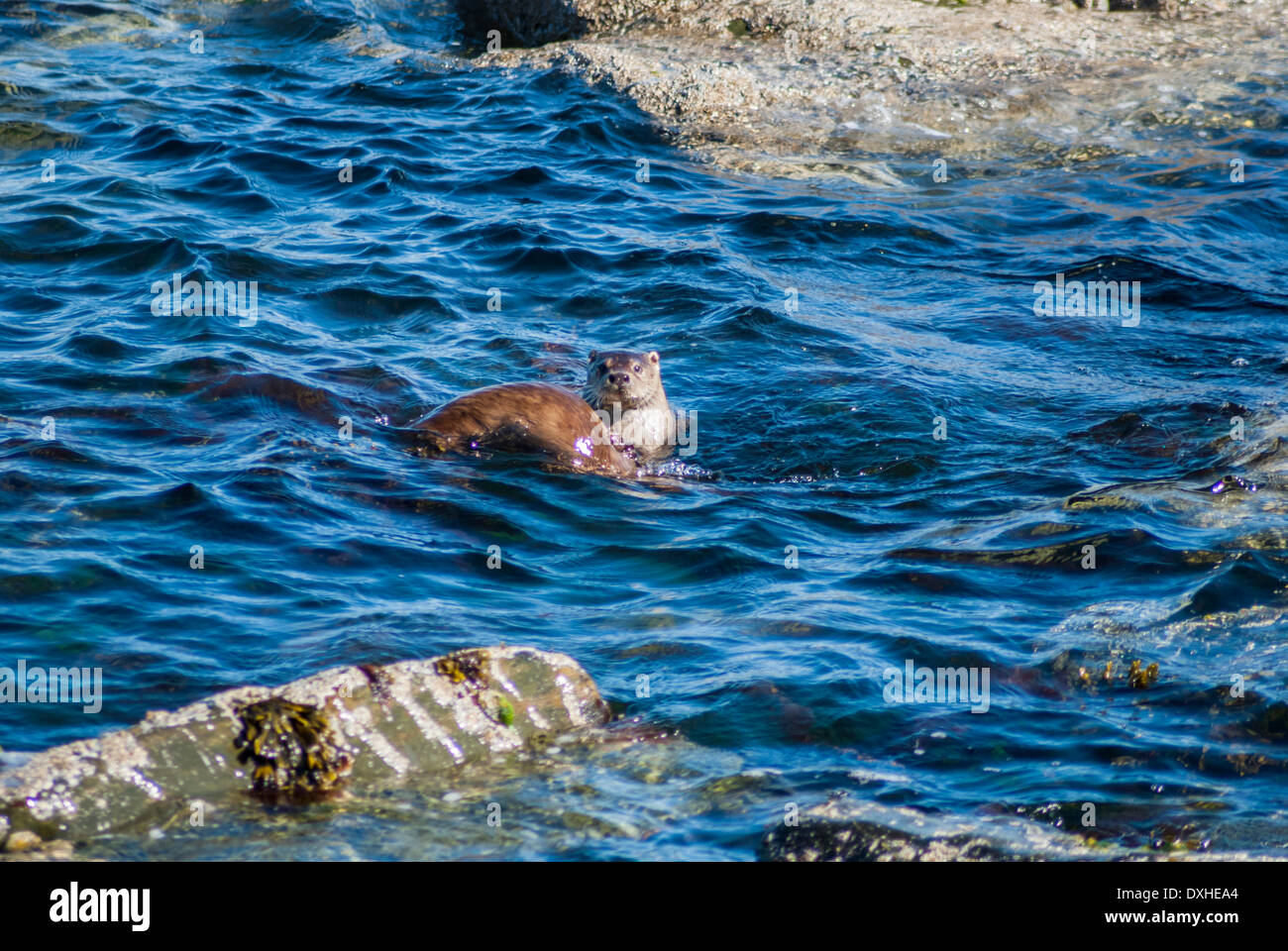Wild European Otter swimming in shallow waters in Shetland Scotland ...