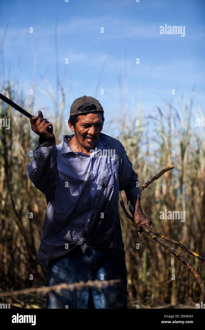 A sugar cane farmer harvests sugarcane on a plantation in Belize. The ...