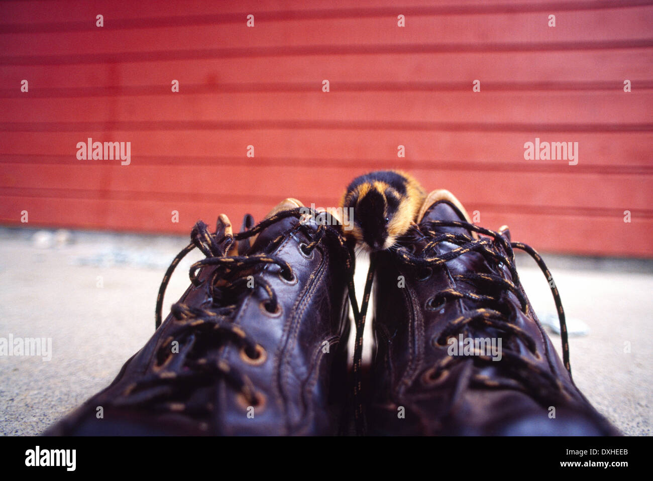 Lemming Migration High Resolution Stock Photography and Images - Alamy