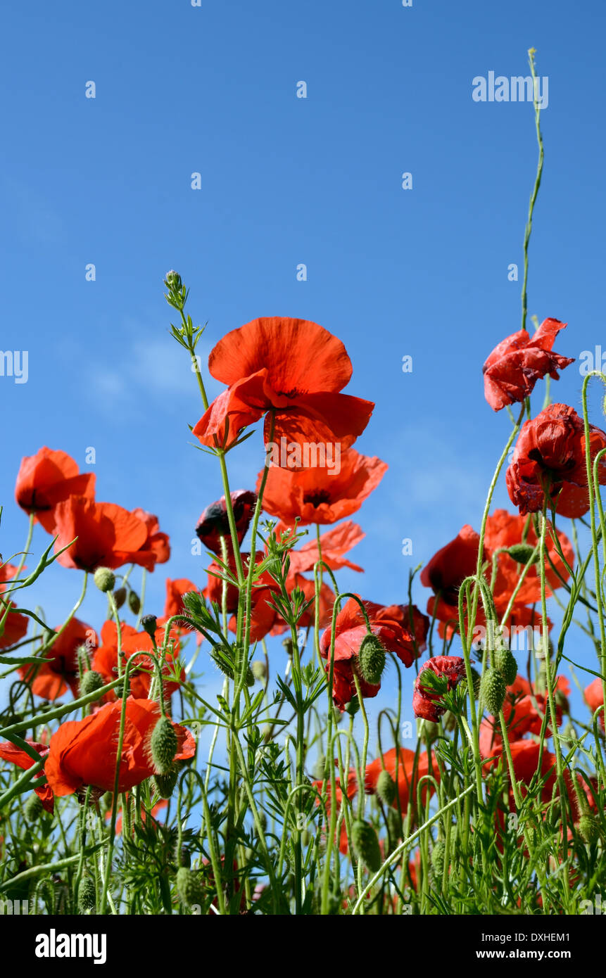 Poppies blue sky hi-res stock photography and images - Alamy