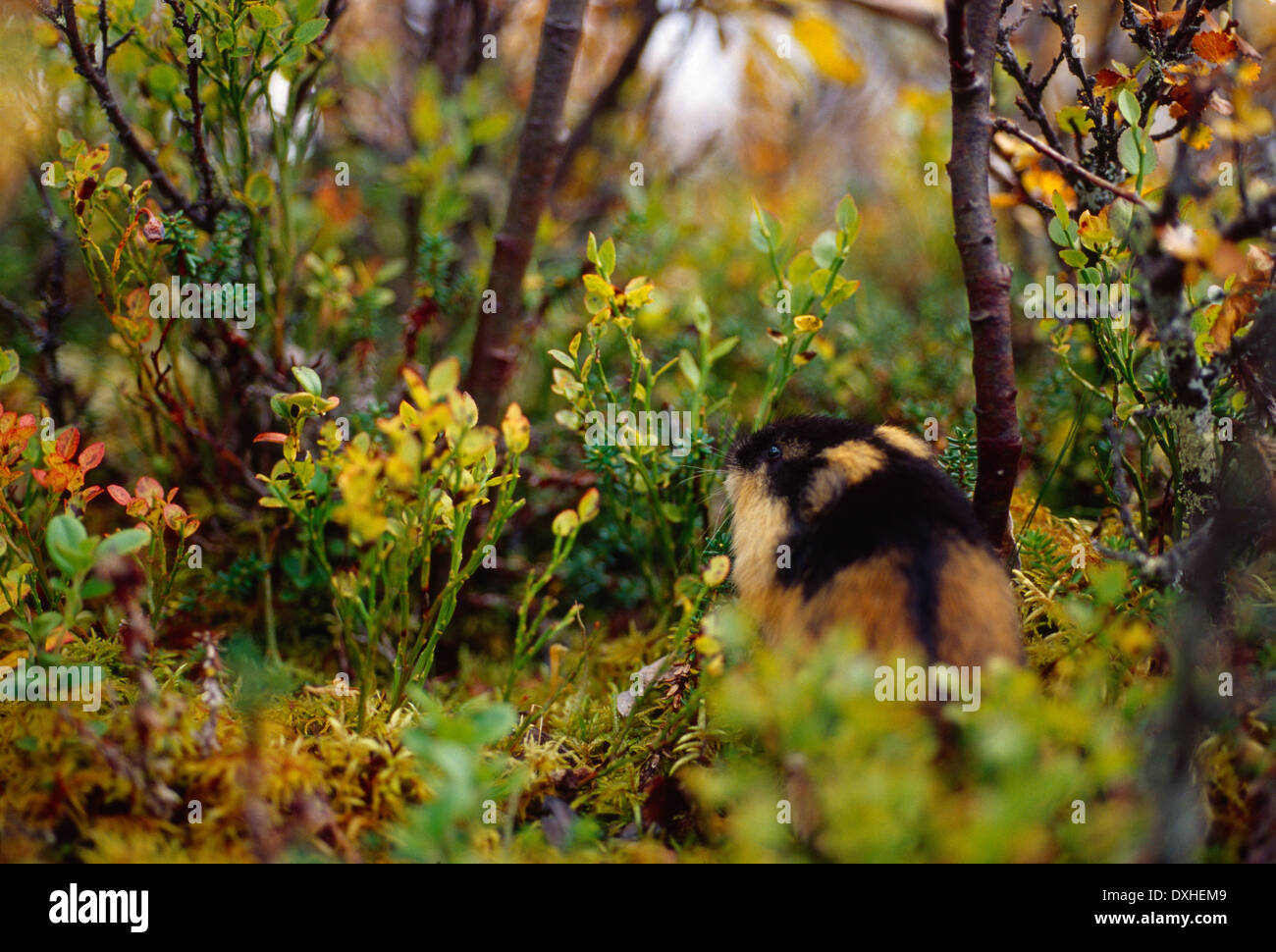 Norway Lemmings High Resolution Stock Photography and Images - Alamy
