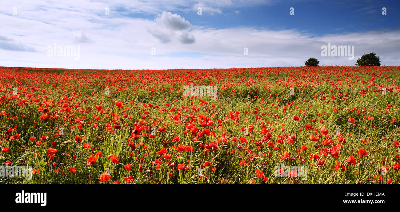 Red Poppy Field with trees on the horizon Stock Photo - Alamy
