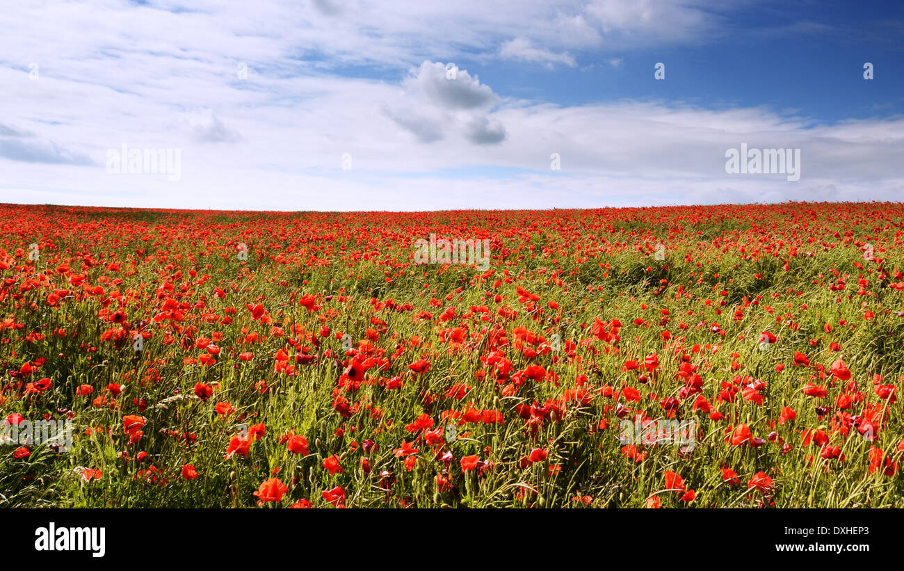 Red Poppy Field Stock Photo - Alamy
