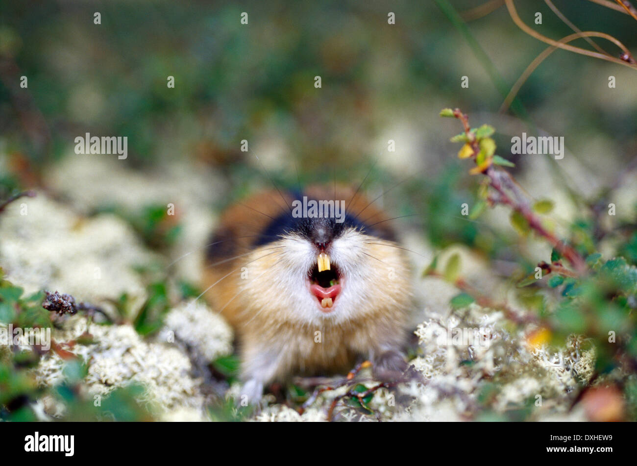 Lemming Migration High Resolution Stock Photography and Images - Alamy