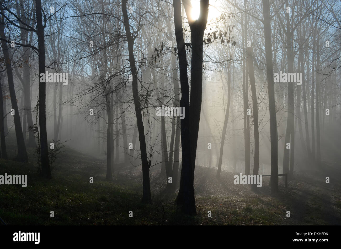 Fall picture of foggy sunrise in the woods Stock Photo - Alamy