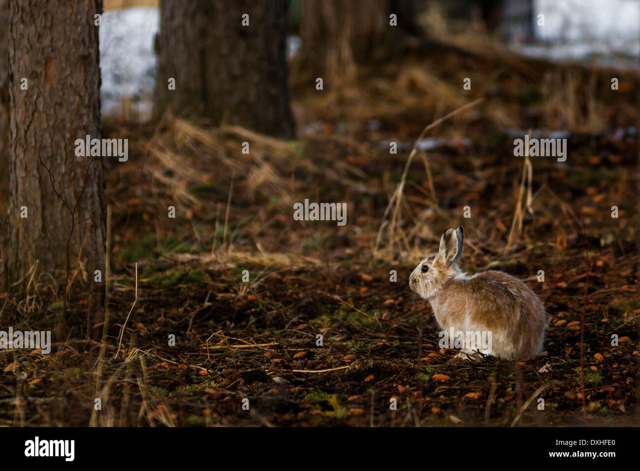 Snowshoe rabbit hi-res stock photography and images - Alamy