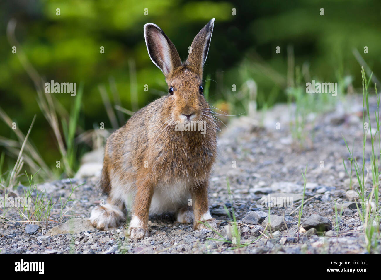 Snowshoe rabbit hi-res stock photography and images - Alamy