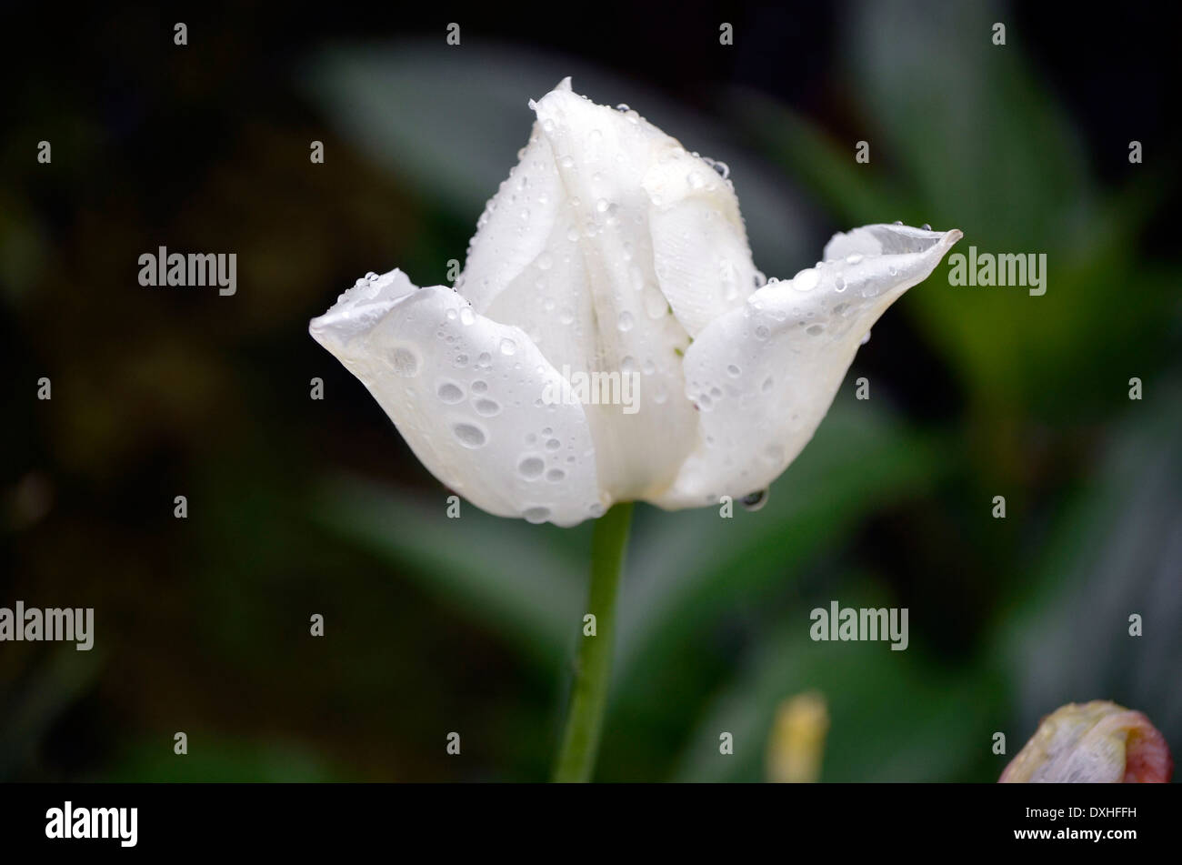 White Lily flower with dew drops Stock Photo - Alamy