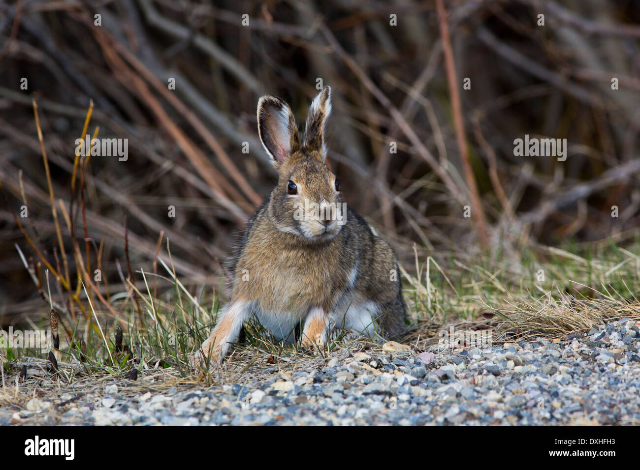 Snowshoe hare hi-res stock photography and images - Alamy
