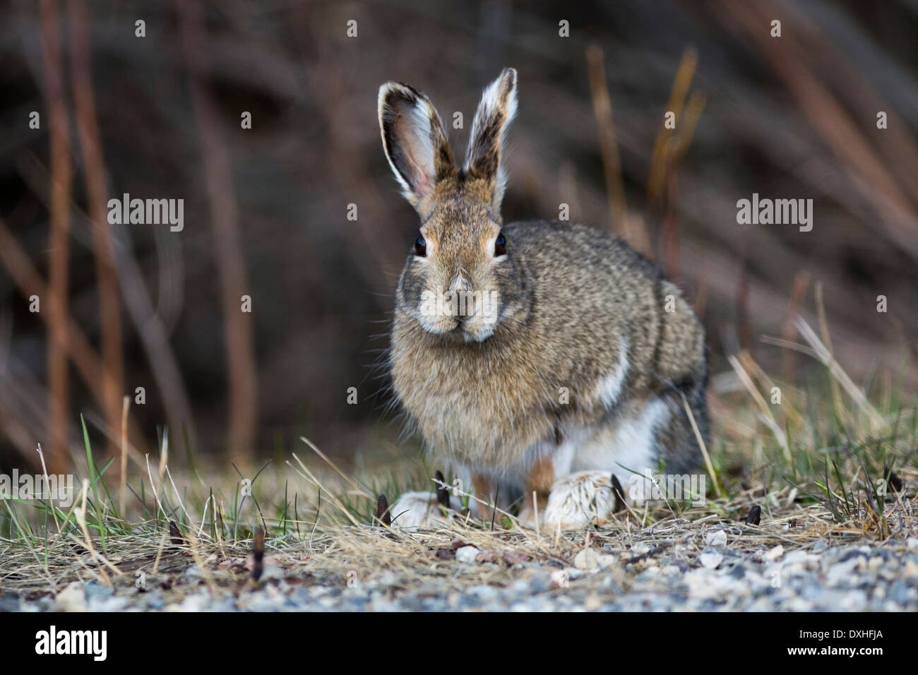 Snowshoe rabbit hi-res stock photography and images - Alamy