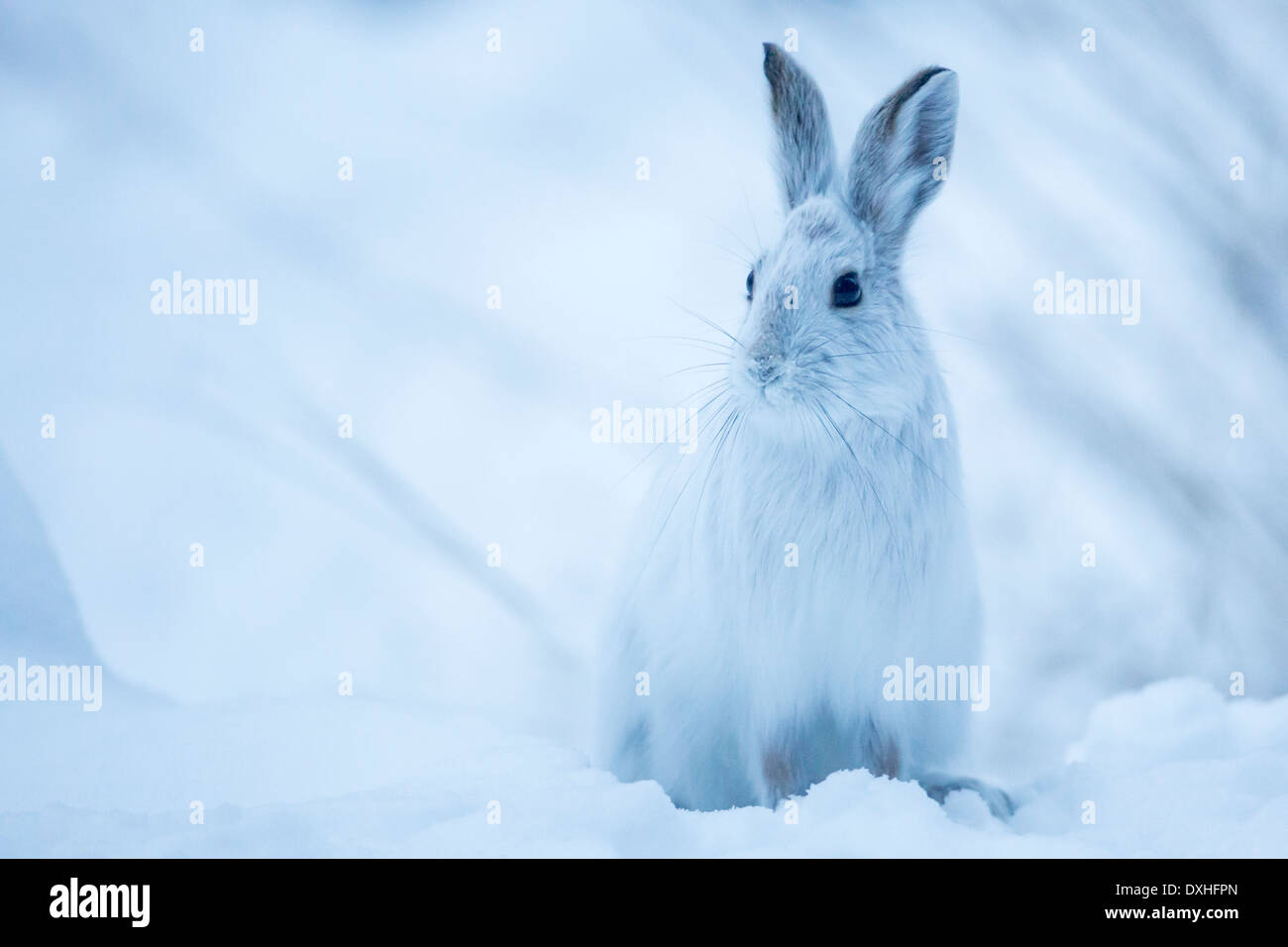 Snow Rabbit