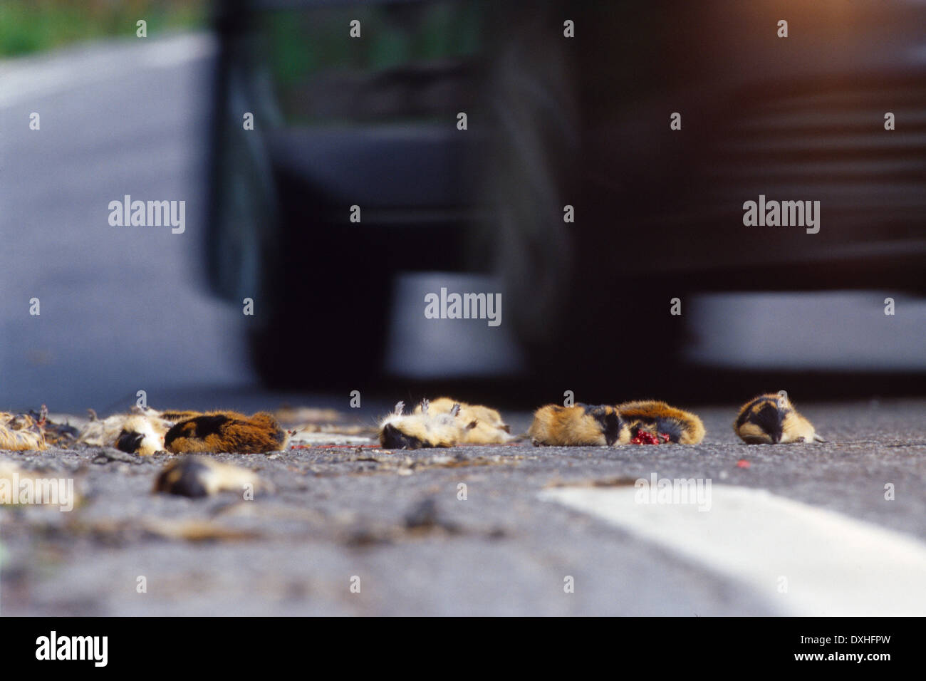 Lemming Migration High Resolution Stock Photography and Images - Alamy