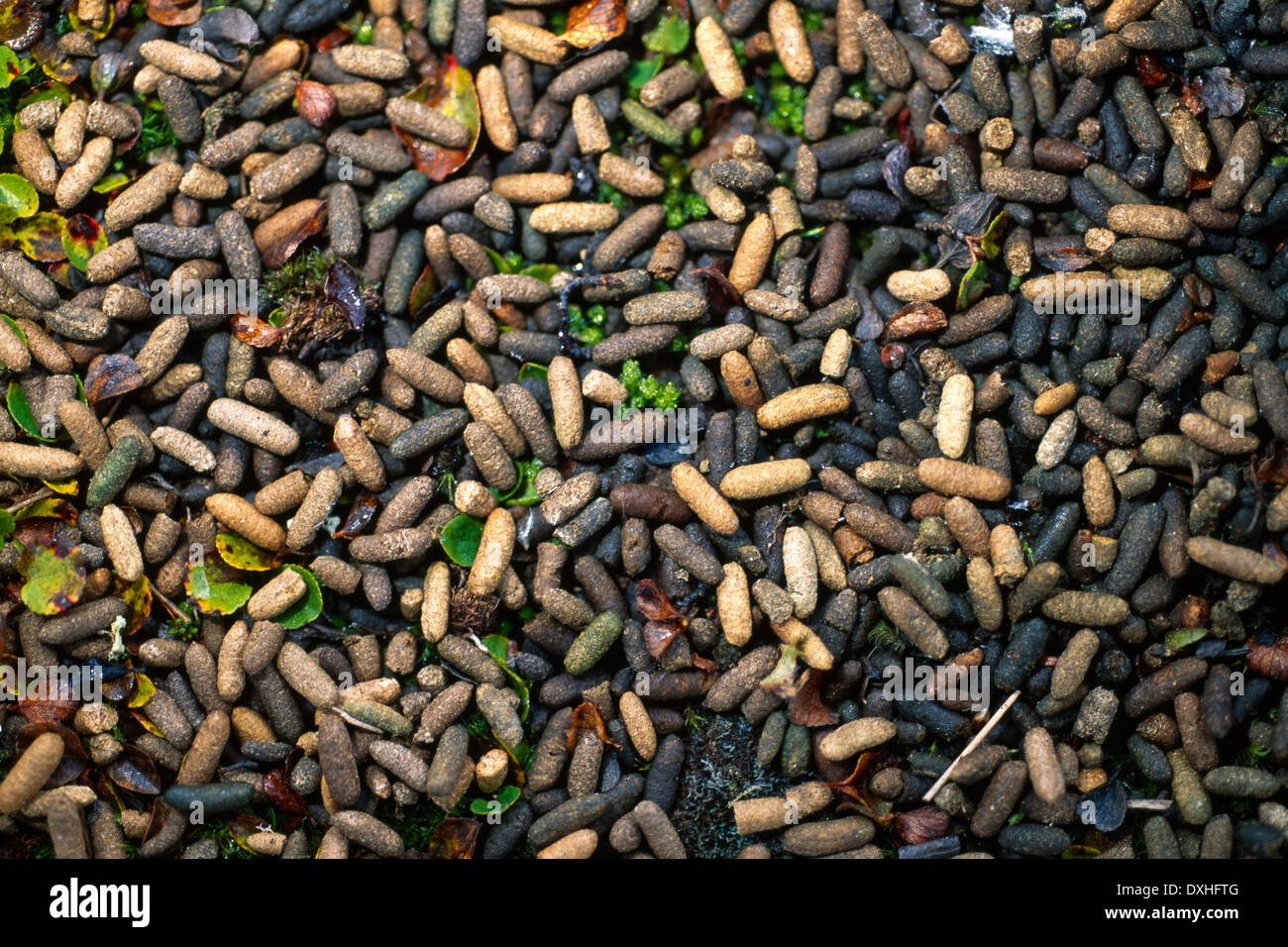 Mammal Droppings Faeces Stock Photos & Mammal Droppings Faeces Stock ...